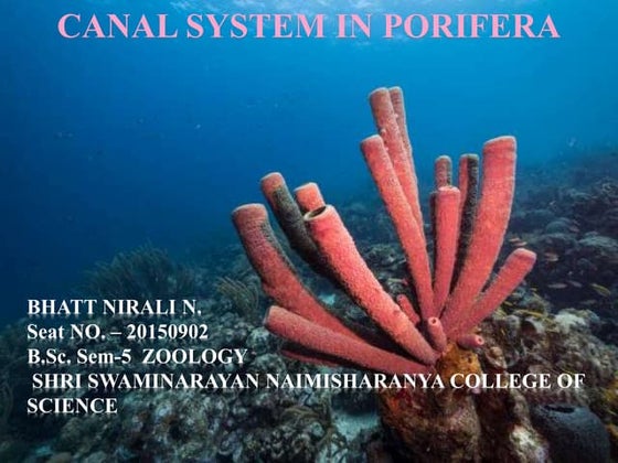 Excretory system of earthworm , Three types of nephridia, structure of ...
