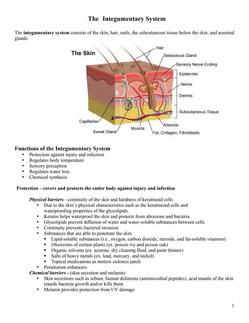 Basic histopathology of skin | PPT