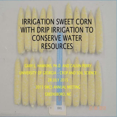 Irrigating Sweet Corn with Drip Irrigation to Conserve Water Resources ...