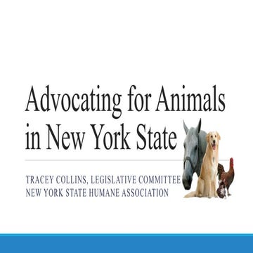 Virginia Chipurnoi - President of a Renowned Animal Welfare ...