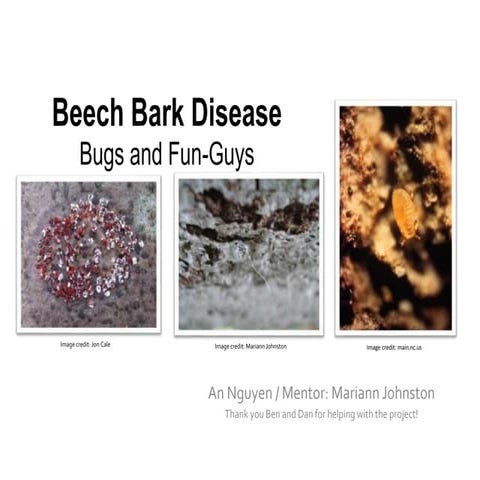 Beech bark disease: bugs and fun guys | PPT