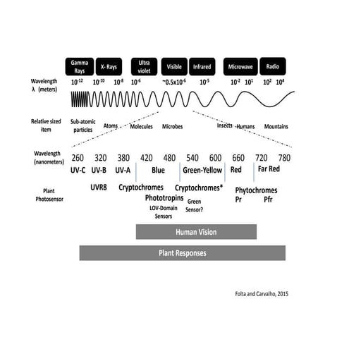 photomorphogenesis, photosensors, light signal transduction | PDF