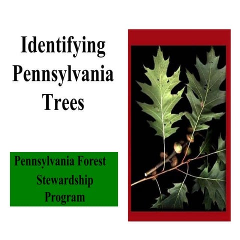 2019 tree id basics | PPT