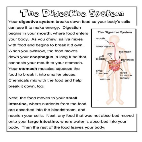 2018 10-04 digestive system class activity | PDF