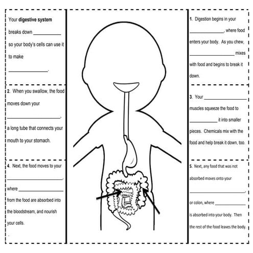 2018 10-04 digestive system class activity ii | PDF