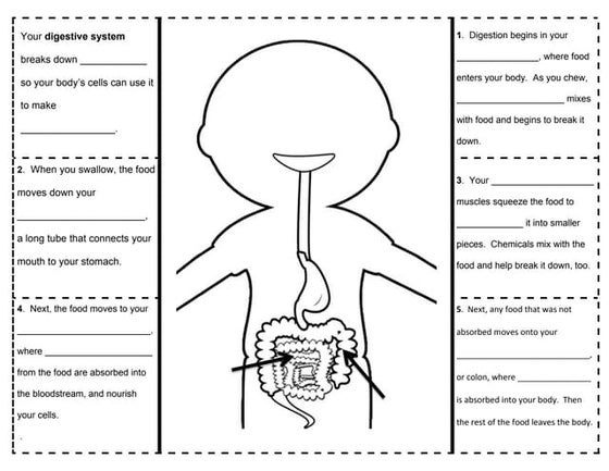 Digestive system power point | PPTX