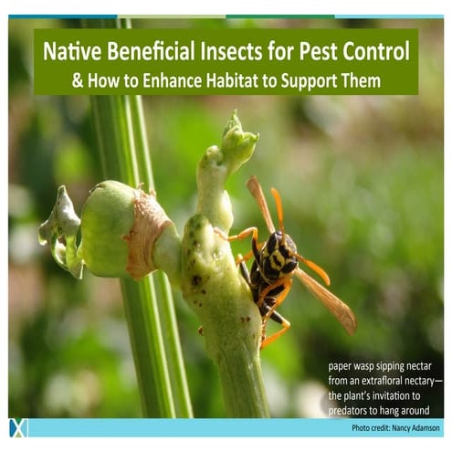 SSAWG 2018 Native Beneficial Insects for Pest Control & How to Enhance ...
