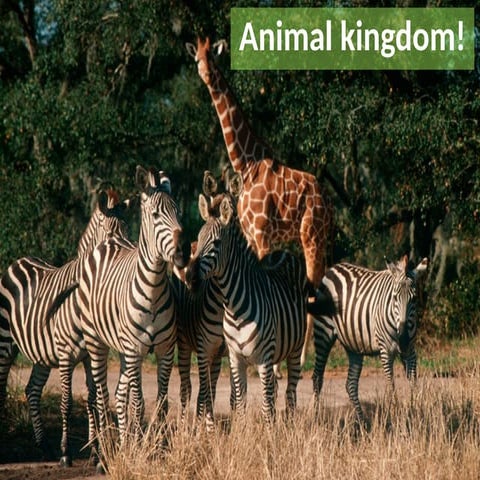 2018_ingles2P_U8_Vocabulary_Animal kingdom.pptx