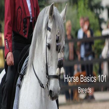 Horse Basics 101 - Breeds | PPTX