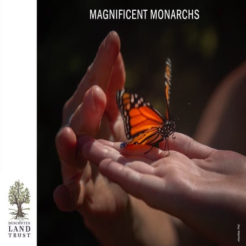 Magnificent Monarchs | PPT