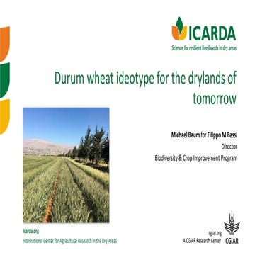 Durum wheat ideotype for the drylands of tomorrow | PDF