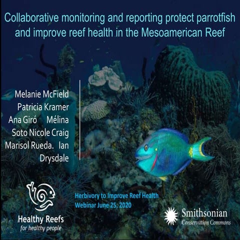 Collaborative monitoring and reporting help protect parrotfish and ...