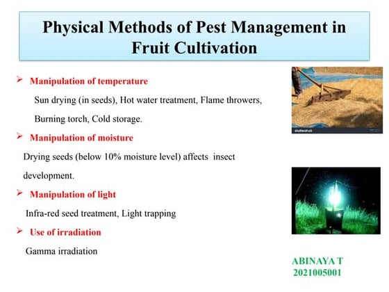 Pest of fruit crop, plantation and medicinal crop | PPT