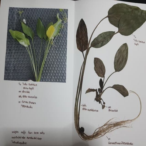 Herbarium-29-335 | PPT