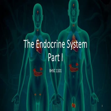 2023-Anatomy-BHSC1101-Endocrine System I | PDF