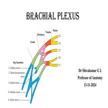 Brachial Plexus Anatomy | PPTX