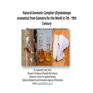 Natural aromatic camphor (Dryobalanops aromatica) | PPT
