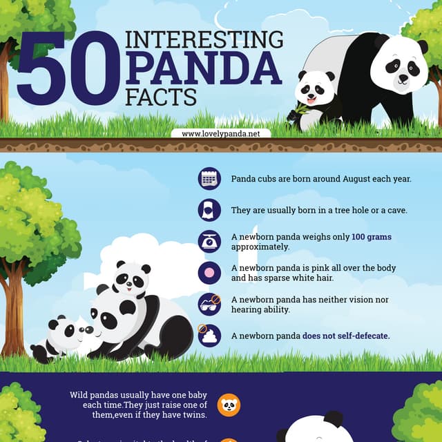 50 Interesting Panda Facts | PDF | Free Download