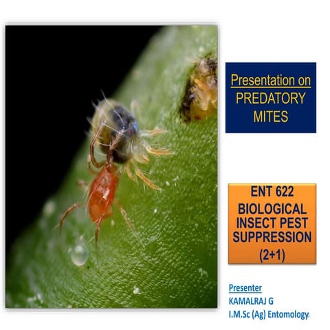 Predatory Mites | PPTX