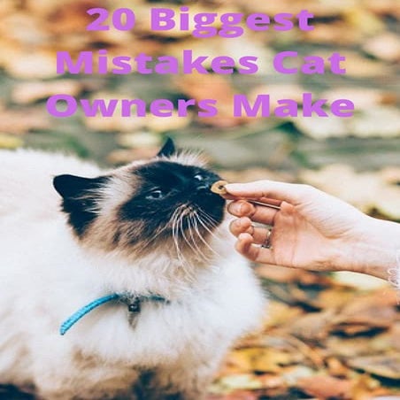 20 biggest mistakes cat owners make | PDF