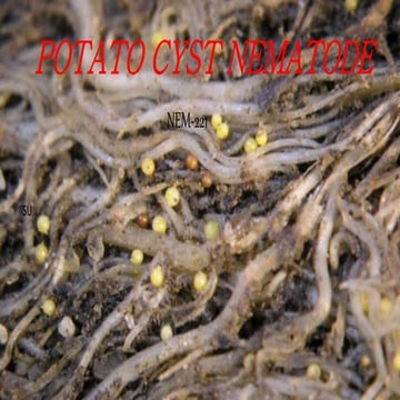 POTATO CYST NEMATODE | PPTX | Agriculture | Industries