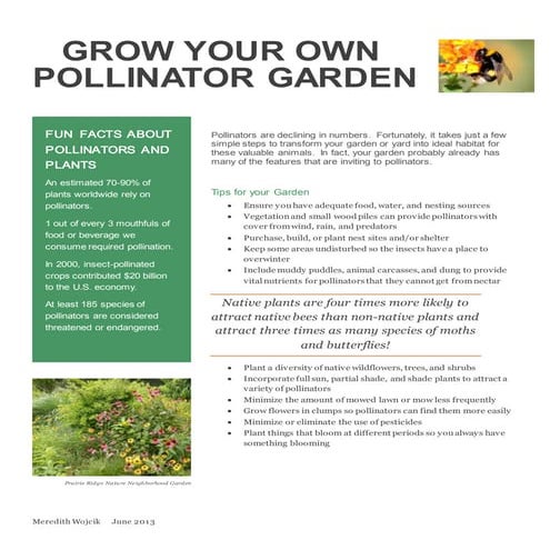 POLLINATORS AND THEIR PLANTS kids (1) | DOCX