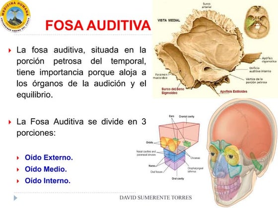 Anatomía De La Membrana Timpánica