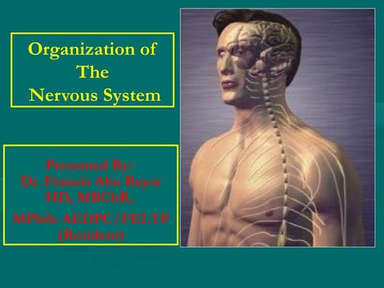 Introduction to the nervous system | PPTX | Brain and Nervous System Disorders | Diseases and ...