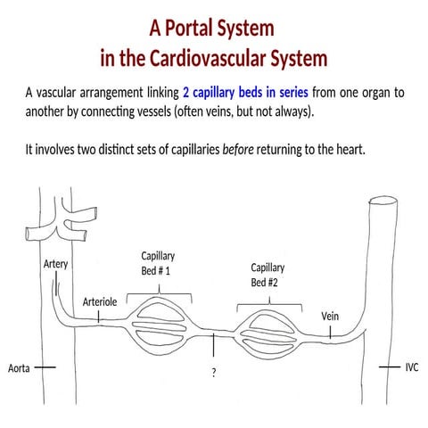 Msc fourth semester mgkvp#20 Portal Systems.ppt