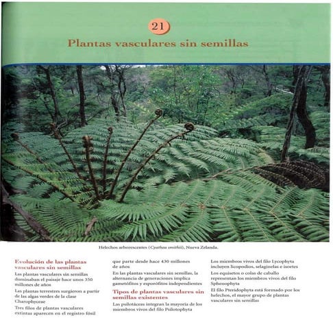 Plantas Vasculares Sin Semilla Pdf 3499