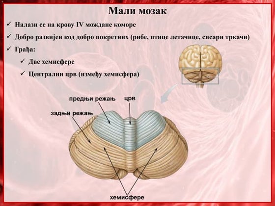 22. Prednji mozak | PPT