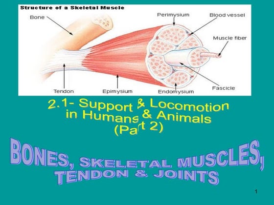 Lesson 2 tendons, ligaments, cartilage and joints | PPT