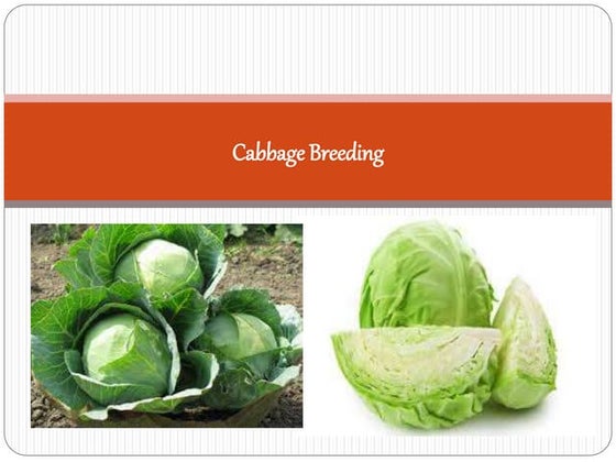 Cabbage: Origin, Taxonomy, Botany, genetics, cytogenetics, breeding ...