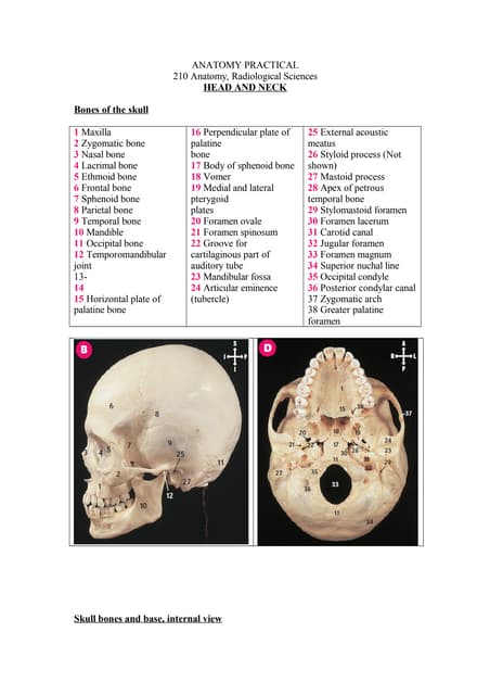 In the following diagram, identify the labeled bony landmarks and ope.pdf
