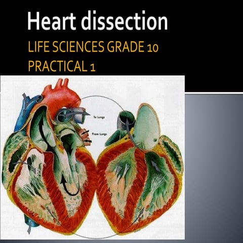 Practical 1 pig heart dissection | PPTX