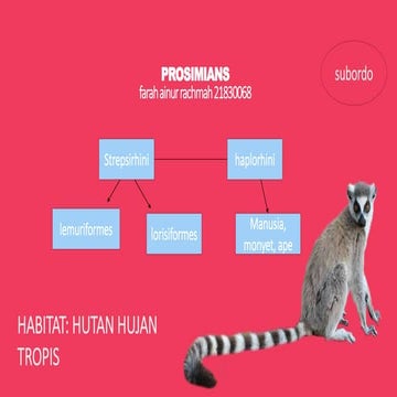 lemuridae wildlife prosimians | PPT