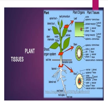 Structure, Development & Function of Periderm | PPTX