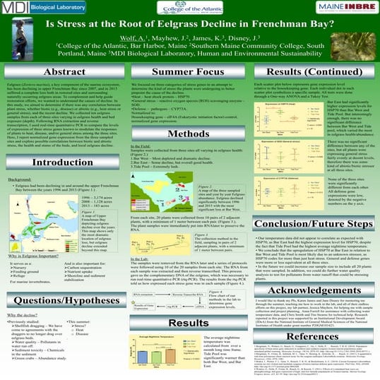 Eelgrass Poster-Amber | PPTX