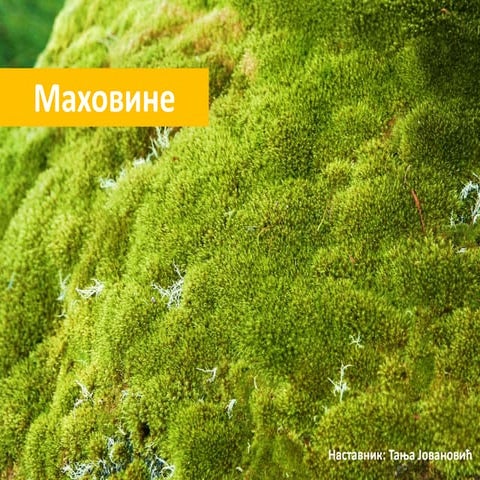 Mahovine | PPTX