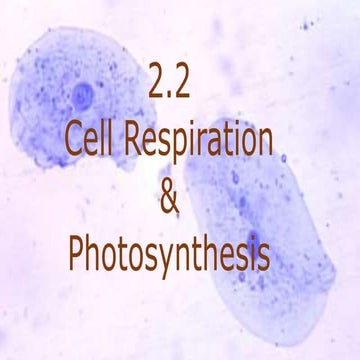 2.2 Cellular Respiration and Photosynthesis | PPTX