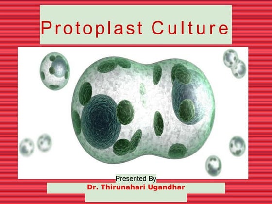 Protoplast isolation,culture & fusion | PPTX | Biological Sciences ...
