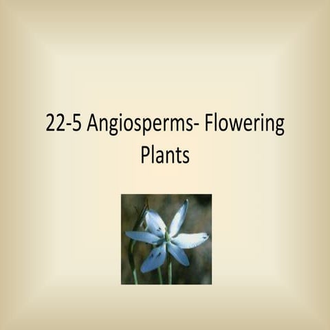 22 5 Angiosperms Flowering Plants | PPT