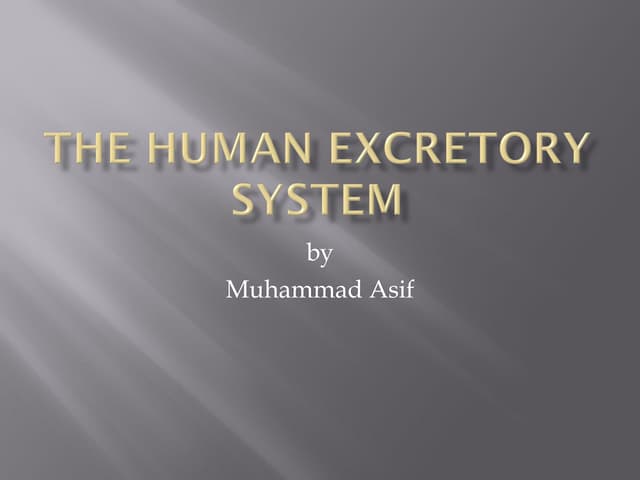 Human excretory system | PPT