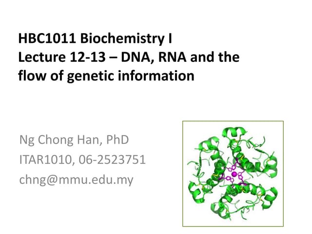 Forces That Stabilize the DNA structure.pptx