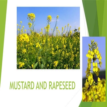 Rapeseed & Mustard ppt by Haseena Shabnam | PPTX