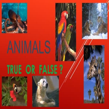 Animals True or false. Small | PPTX