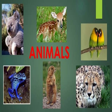 Animals True or false. Small | PPTX