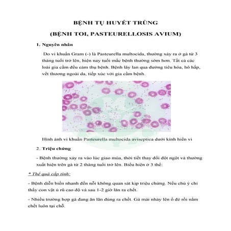 Bệnh tụ huyết trùng gia cầm | PDF