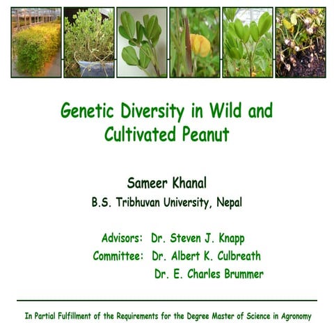 Genetic diversity in wild and cultivated peanut_Khanal_2008 | PPT ...