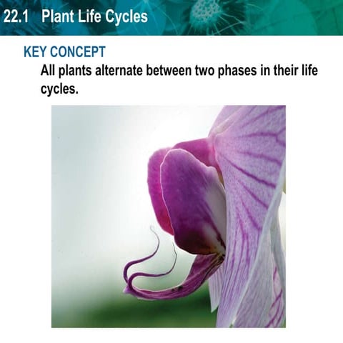 22 Plant Growth Reproduction and Response.ppt